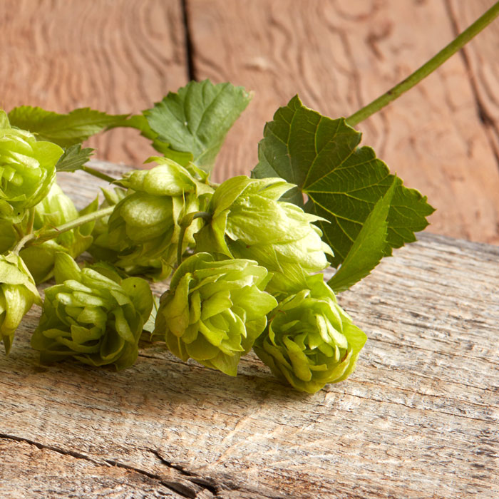 Natural Hop Oils for Distinctive Brewed Beverages | Kalsec