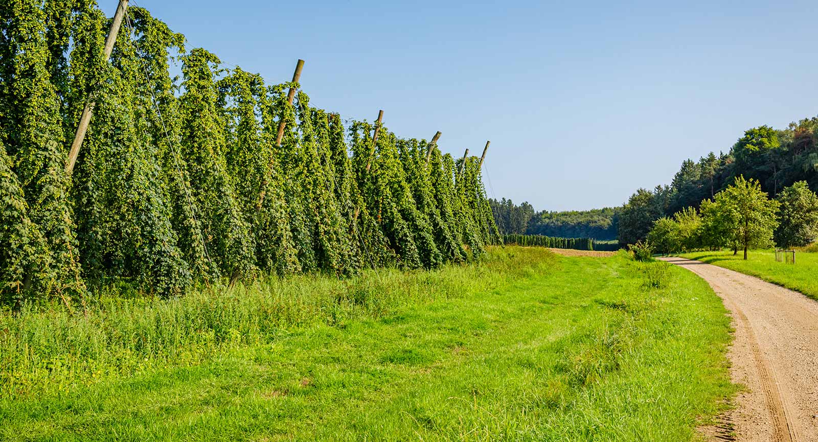 Hop Products for Beverages | KalHops