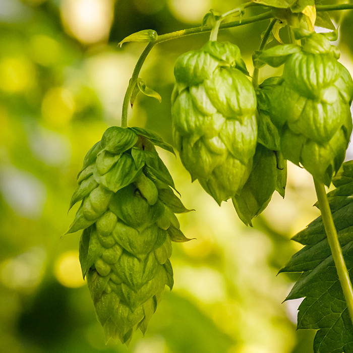 Hop Products for Non-Alcoholic Beer | KalHops