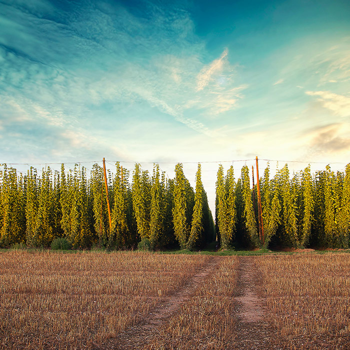 Hop Oils, Natural Flavors, & Kettle Products | KalHops