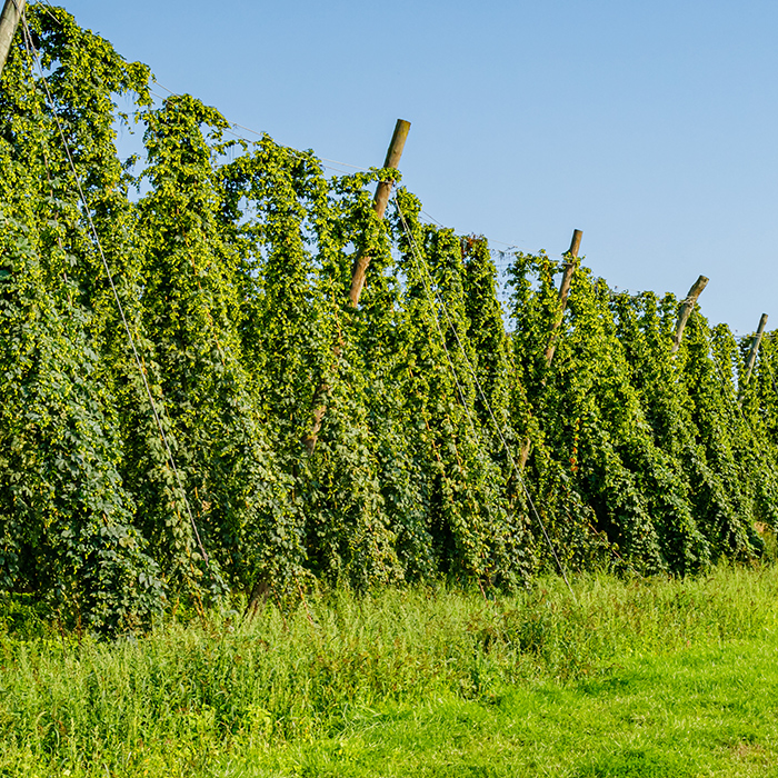 Hop Acids for Bittering | KalHops